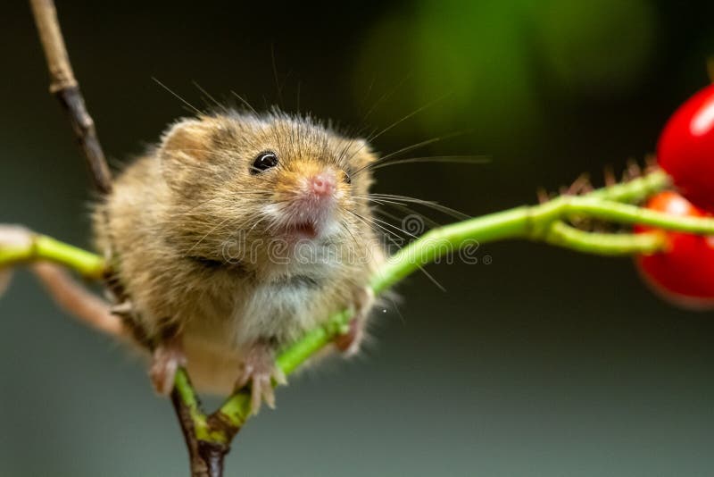 Harvest Mouse Amongst Rose Hips Stock Image - Image of rodent, hips ...