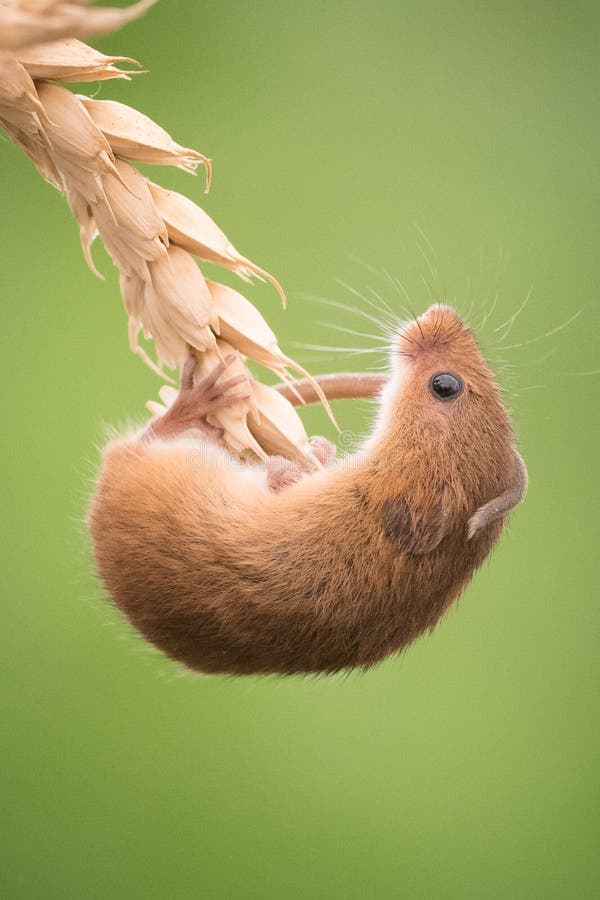 Harvest Mouse hangout stock photo. Image of hanging, nature - 95584646