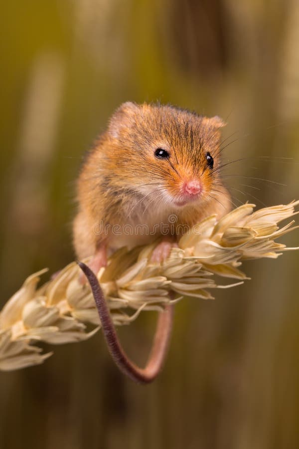 Harvest Mouse with Curly Tail Stock Image - Image of mice, wheat: 109913887