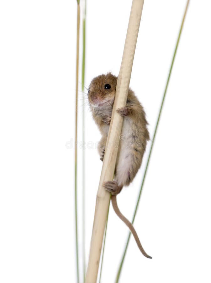 Harvest Mouse, in Front of a White Background Stock Image - Image of ...