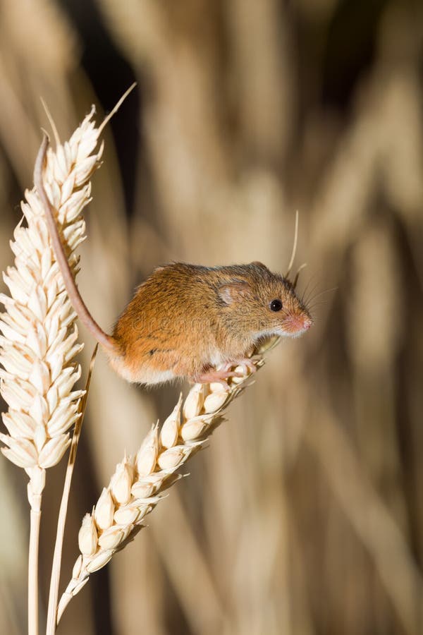 Side View of a Field Mouse (Apodemus Sylvaticus) on a Branch Stock ...