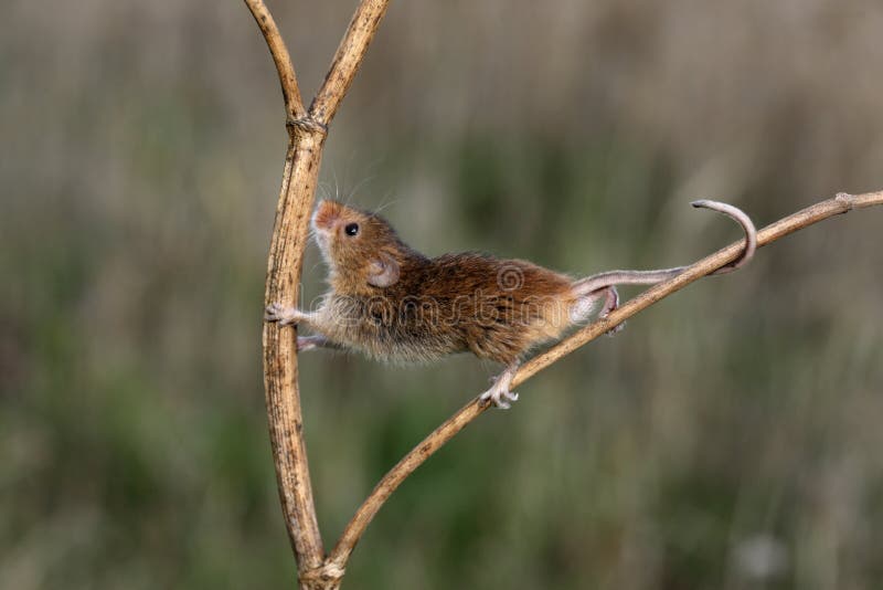 Harvest Mouse, Micromys Minutus Stock Image - Image of harvest, fauna ...