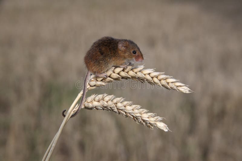 Harvest Mouse, Micromys Minutus Stock Photo - Image of britain, nature ...