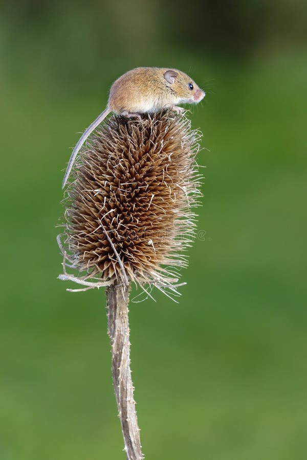 Harvest mouse stock photo. Image of color, cultivation - 63122450