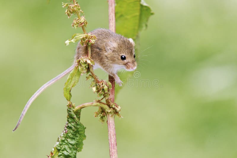 Harvest Mouse/Micromys Minutus Stock Image - Image of mammal, minutus ...