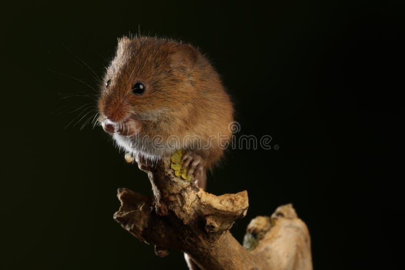 Harvest Mouse Sat on a Branch Stock Photo - Image of tulip, mice: 198250902