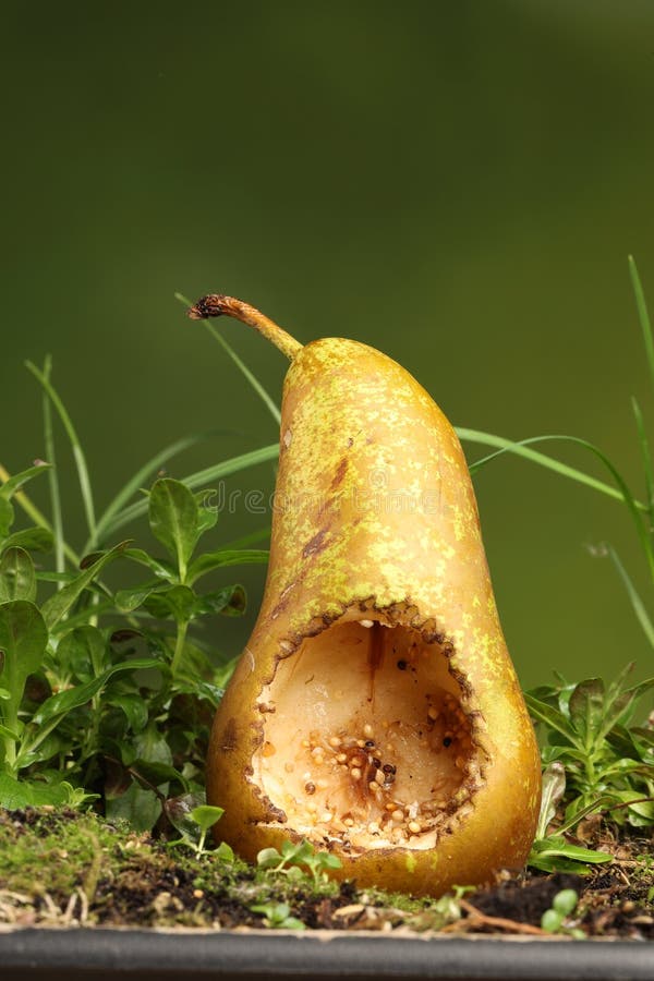 Harvest Mouse Sat Inside a Pear - Eating Stock Image - Image of cute ...