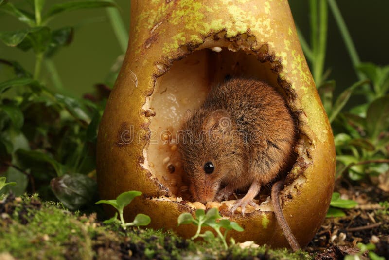 Harvest Mouse Sat Inside a Pear - Eating Stock Photo - Image of wheat ...