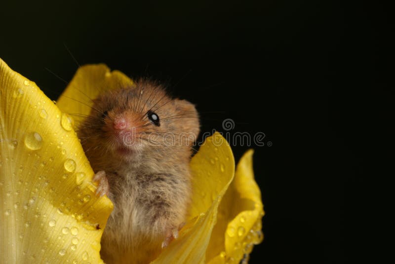 Harvest Mouse Sat Inside Tulip Stock Photo - Image of rain, animal ...