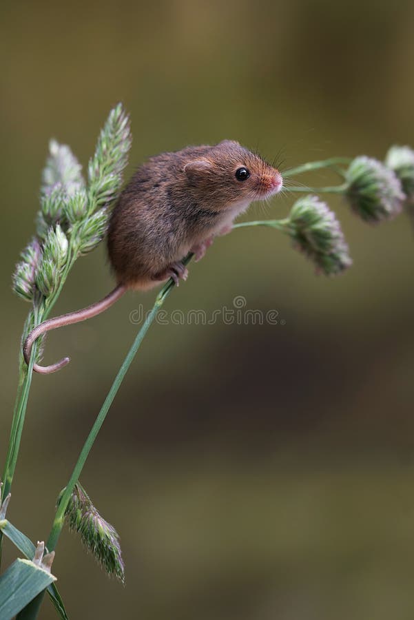 Harvest mouse stock image. Image of little, wildlife - 96795861
