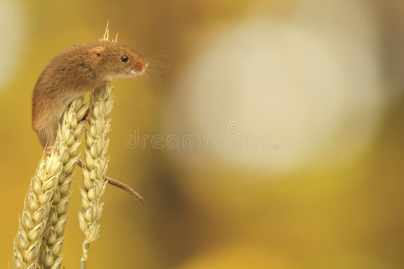 Harvest mouse on wheat stock photo. Image of isolated - 58221152