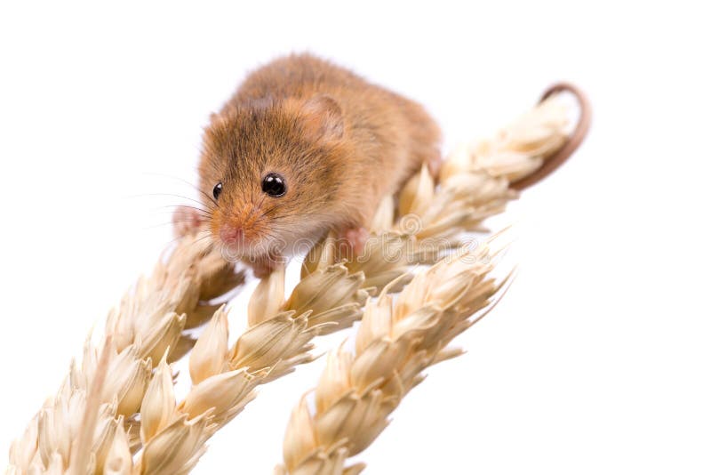 Harvest Mouse on white stock photo. Image of field, minutus - 117315546