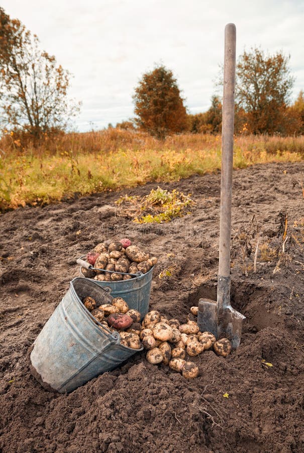 Harvest of Organically Grown New Potatoes Stock Image - Image of brown ...
