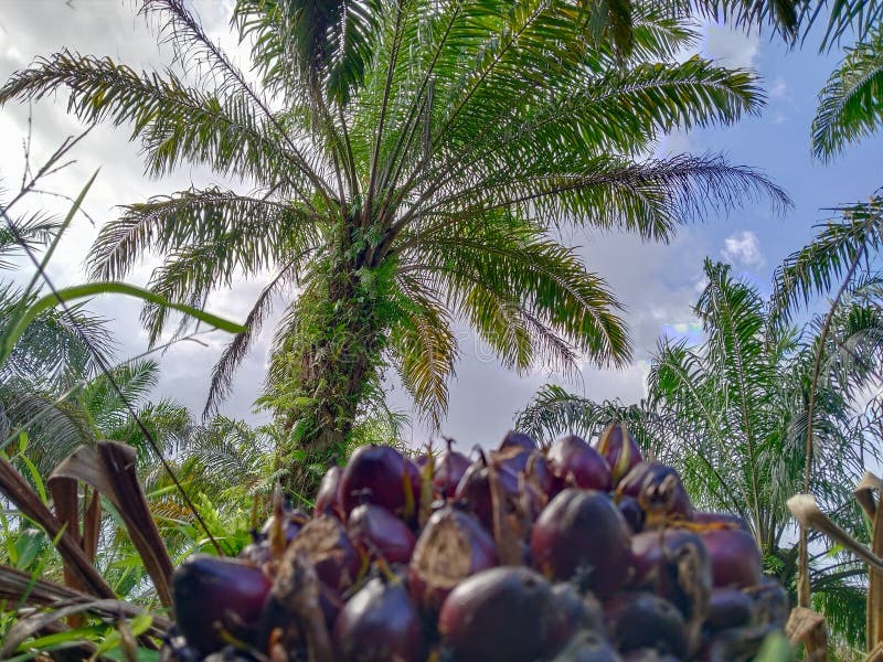 Harvest Palm Fruit in the Fields, Palm Trees and Their Fruit Stock ...
