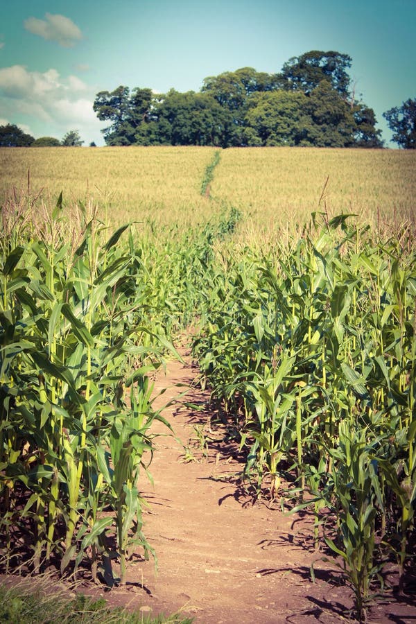 Harvest path stock image. Image of path, cornfield, autumn - 43799529