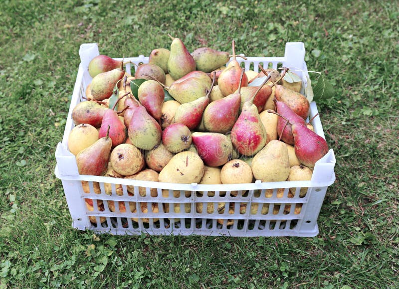 Harvest of pears in box stock image. Image of agriculture - 58998139