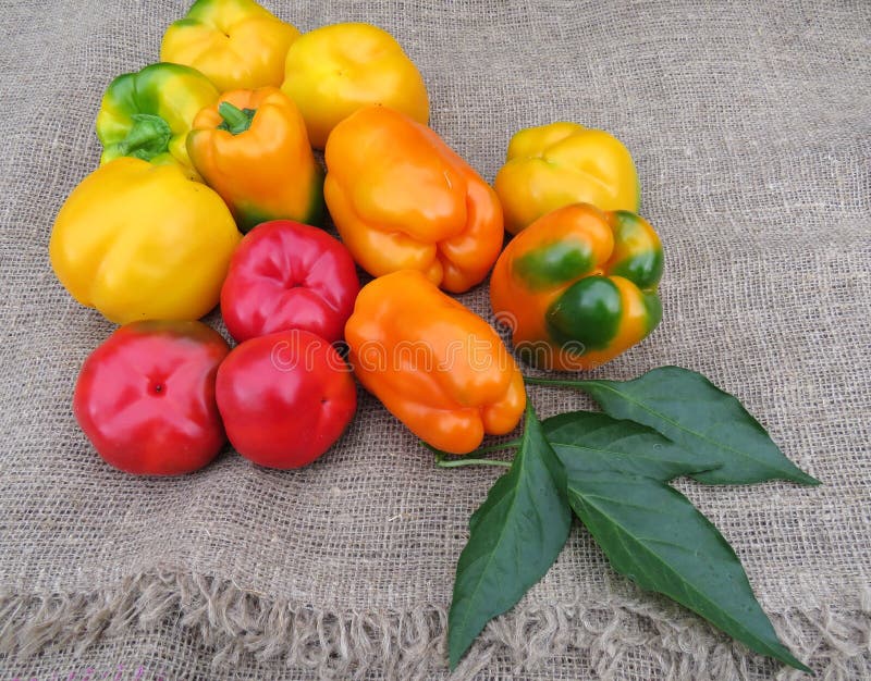 Harvest Peppers on Linen Cloth Stock Photo - Image of healthy, green ...