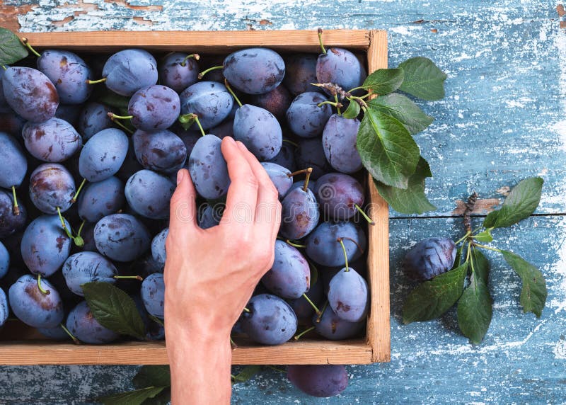 Harvesting plums in a box stock photo. Image of natural - 152865682