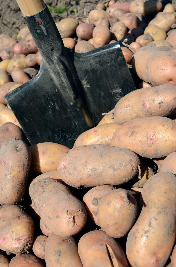 Harvest of potato stock image. Image of field, potatoes - 20950561