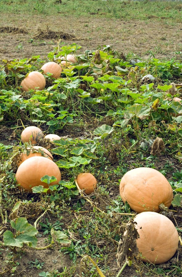 Harvest pumpkin ripe. stock photo. Image of village, kitchen - 21870572