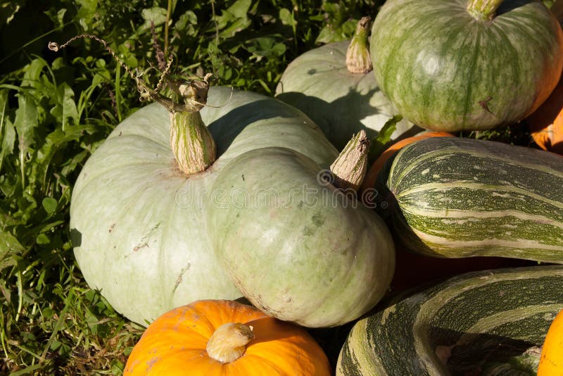Harvest of Pumpkin and Vegetable Marrows Stock Photo - Image of round ...