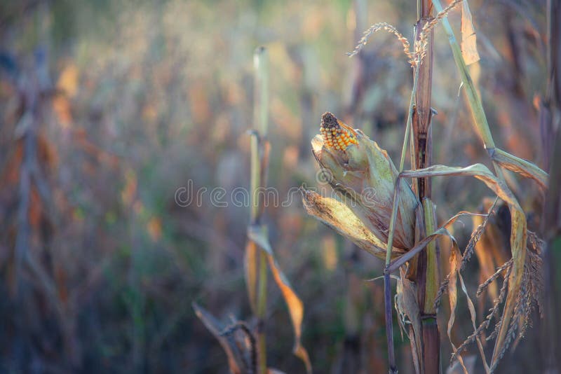 Harvest Ready Corn on Stalk in Maize Field Stock Photo - Image of ...