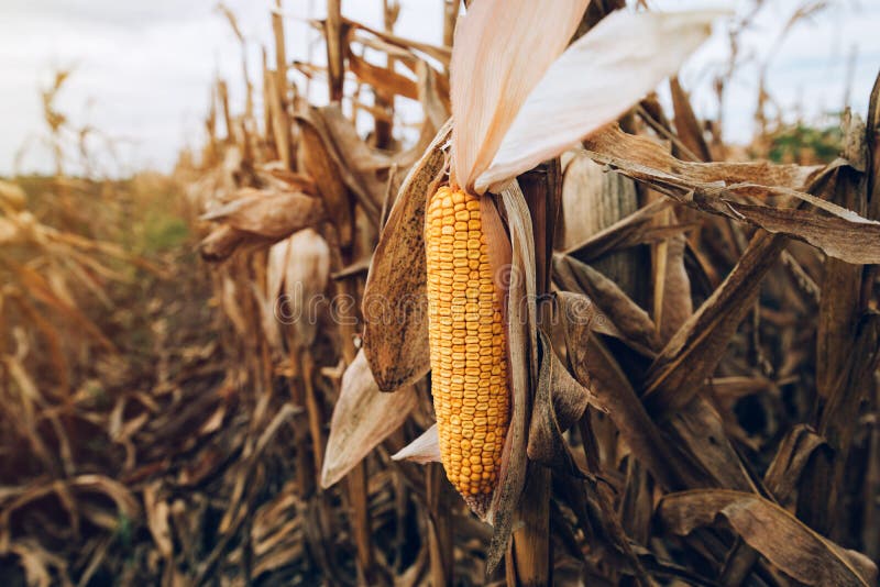 Harvest Ready Ripe Corn Maize Cob in Field Stock Image - Image of ... Harvest Ready Ripe Corn Maize Cob in Field Stock Image - Image of ...
