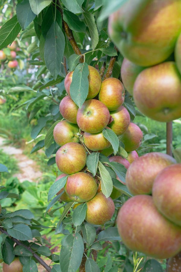 Harvest of Red Apples on a Columnar Apple Tree in an Orchard Stock ...