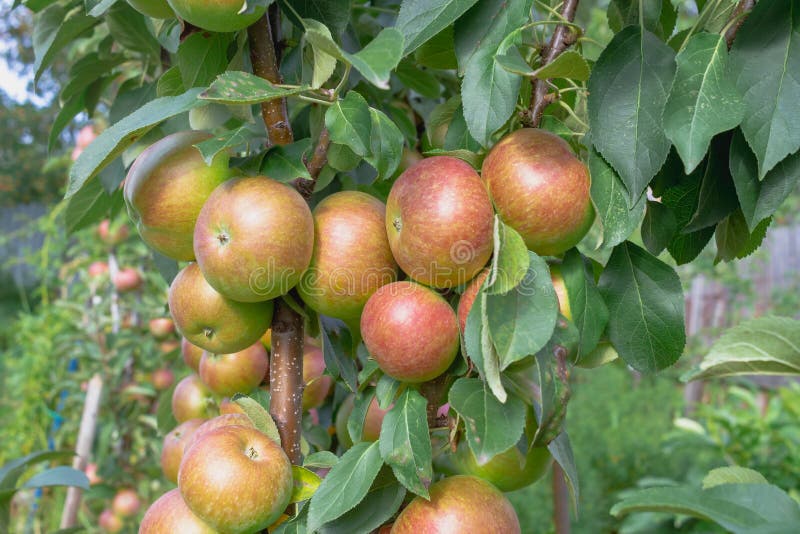 Harvest of Red Apples on a Columnar Apple Tree in an Orchard Stock ...