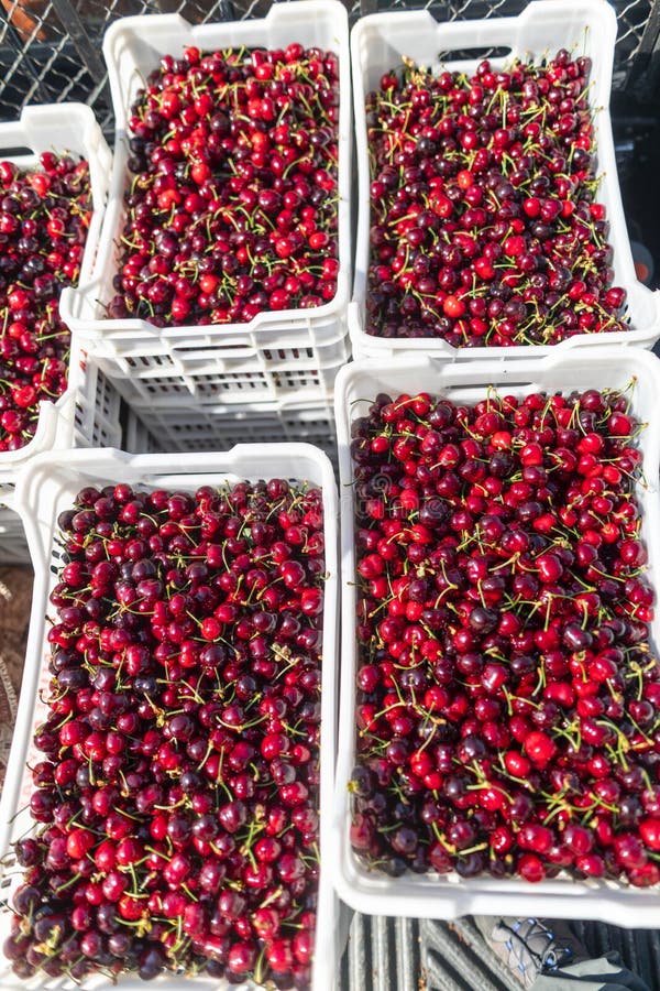 Harvest of Red Cherry Collected in a Box Stock Image - Image of cherry ...