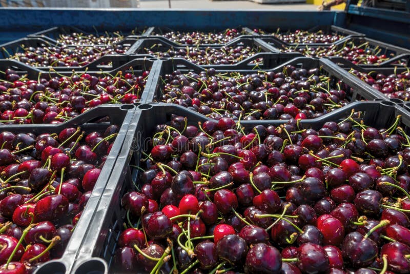 Harvest of Red Cherry Collected in a Box Stock Photo - Image of fruit ...