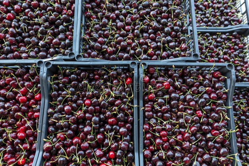 Harvest of Red Cherry Collected in a Box Stock Photo - Image of food ...