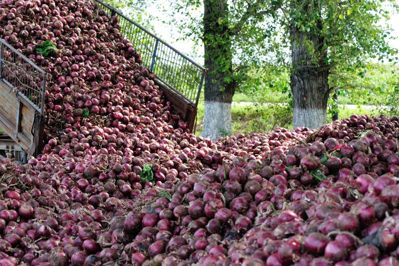 Harvest red onion stock photo. Image of farmland, truck - 105465768