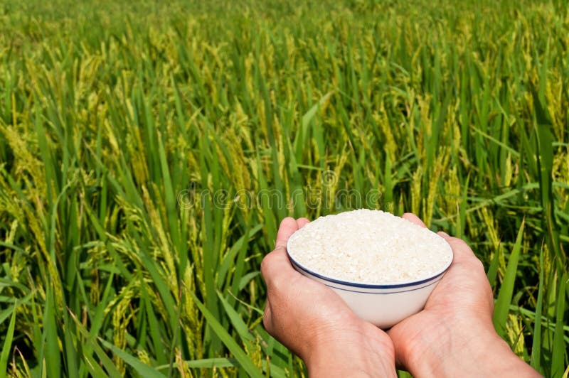 Harvest rice stock photo. Image of plant, place, color - 28230428