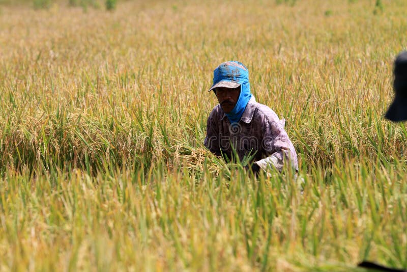 Harvest rice editorial photography. Image of indonesia - 50725937