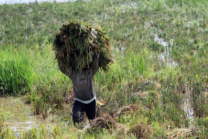 Harvest Rice editorial image. Image of group, aceh, paddy - 29292445