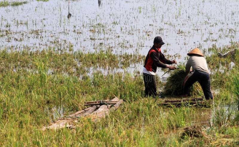 Harvest rice editorial image. Image of swamp, boyolali - 50801915