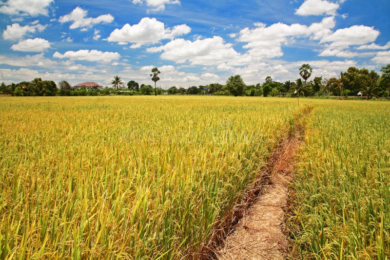 Harvest Rice Field with Footpath Against Blue Sky Stock Photo - Image ...