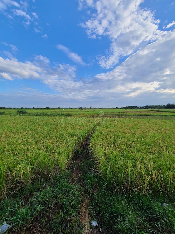 Harvest in the Rice Fields Beautiful View in the Garden Stock Photo ...