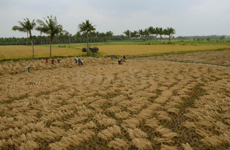 HARVEST RICE stock image. Image of nature, landscape - 48029415