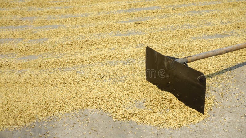 499 Rice Paddy Drying Photos - Free & Royalty-Free Stock Photos from ...