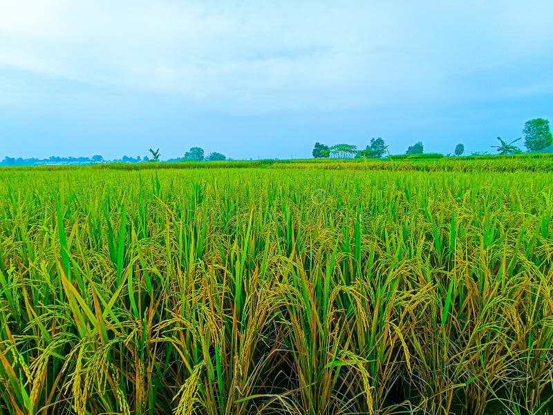 Harvest Rice Plants farmer stock image. Image of plain - 226418373