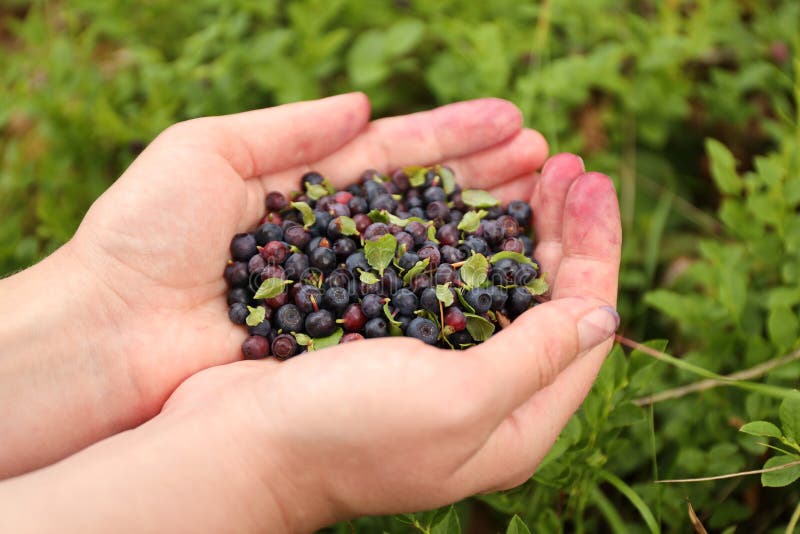 Harvest of Ripe Blueberries in Hands, Forest Berries Stock Photo ...