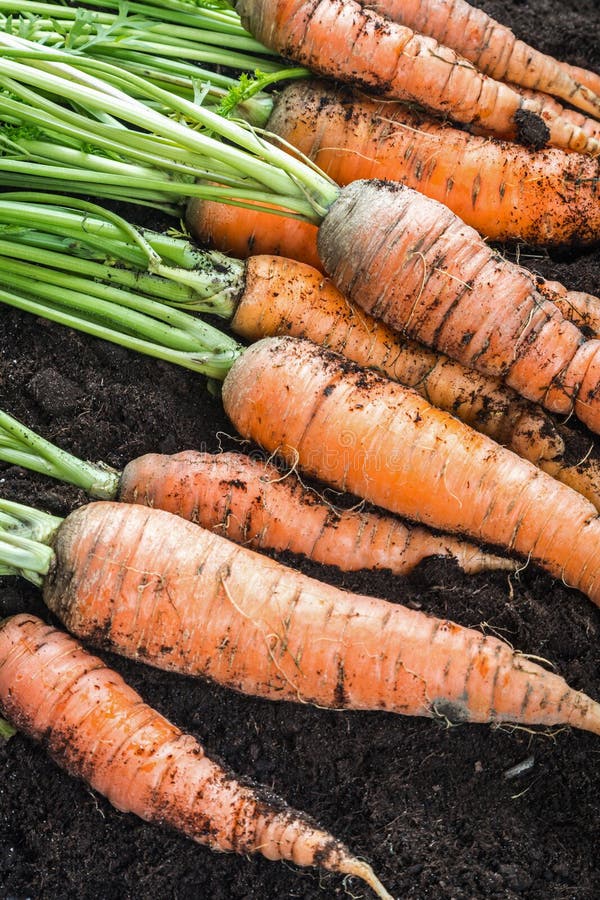 Harvest of Ripe Carrots in the Garden Stock Image - Image of isolated ...