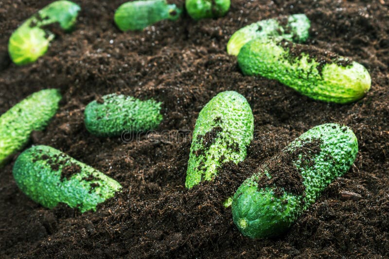 Harvest of Ripe Cucumbers on the Ground Stock Photo - Image of ...