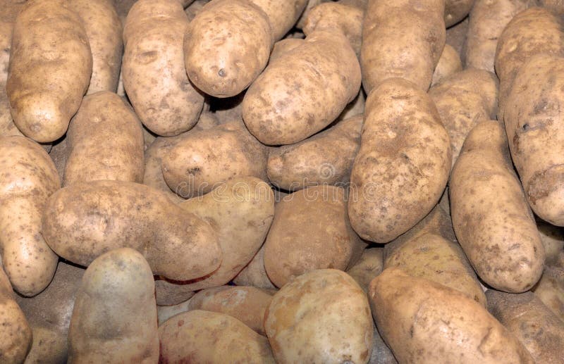 Ripe potato stock image. Image of starch, salt, food - 12331965