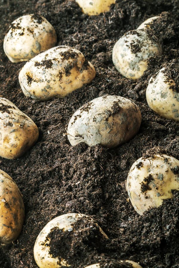 Harvest of Ripe Potatoes on the Ground Stock Photo - Image of food ...