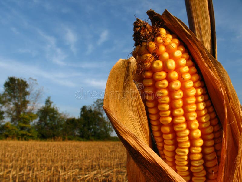 Harvest Season Corn stock image. Image of closeup, green - 3619439