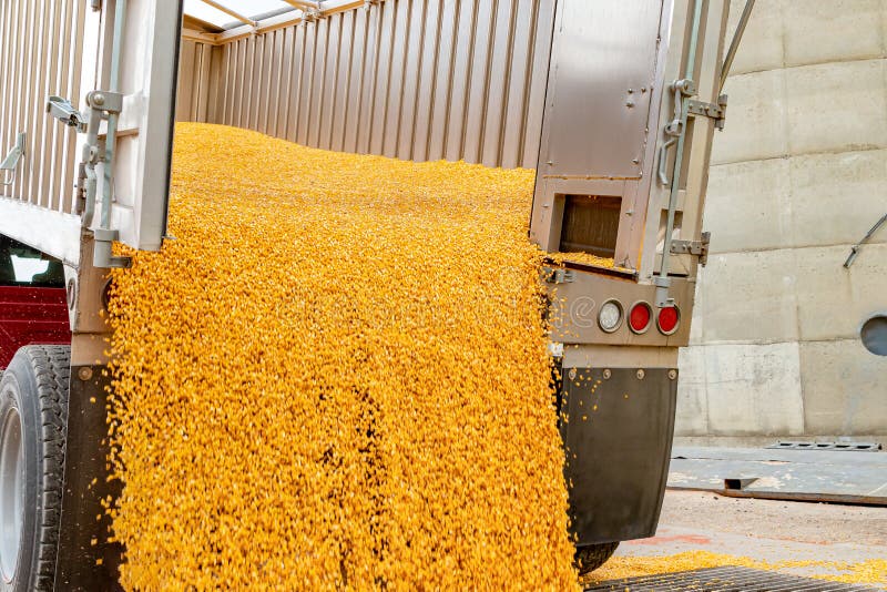 Corn Unloading into the Grain Elevator Stock Image - Image of maize ...