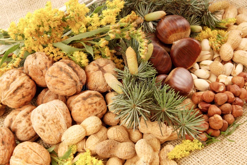 Harvest season, nuts stock image. Image of autumn, chestnut - 3281145